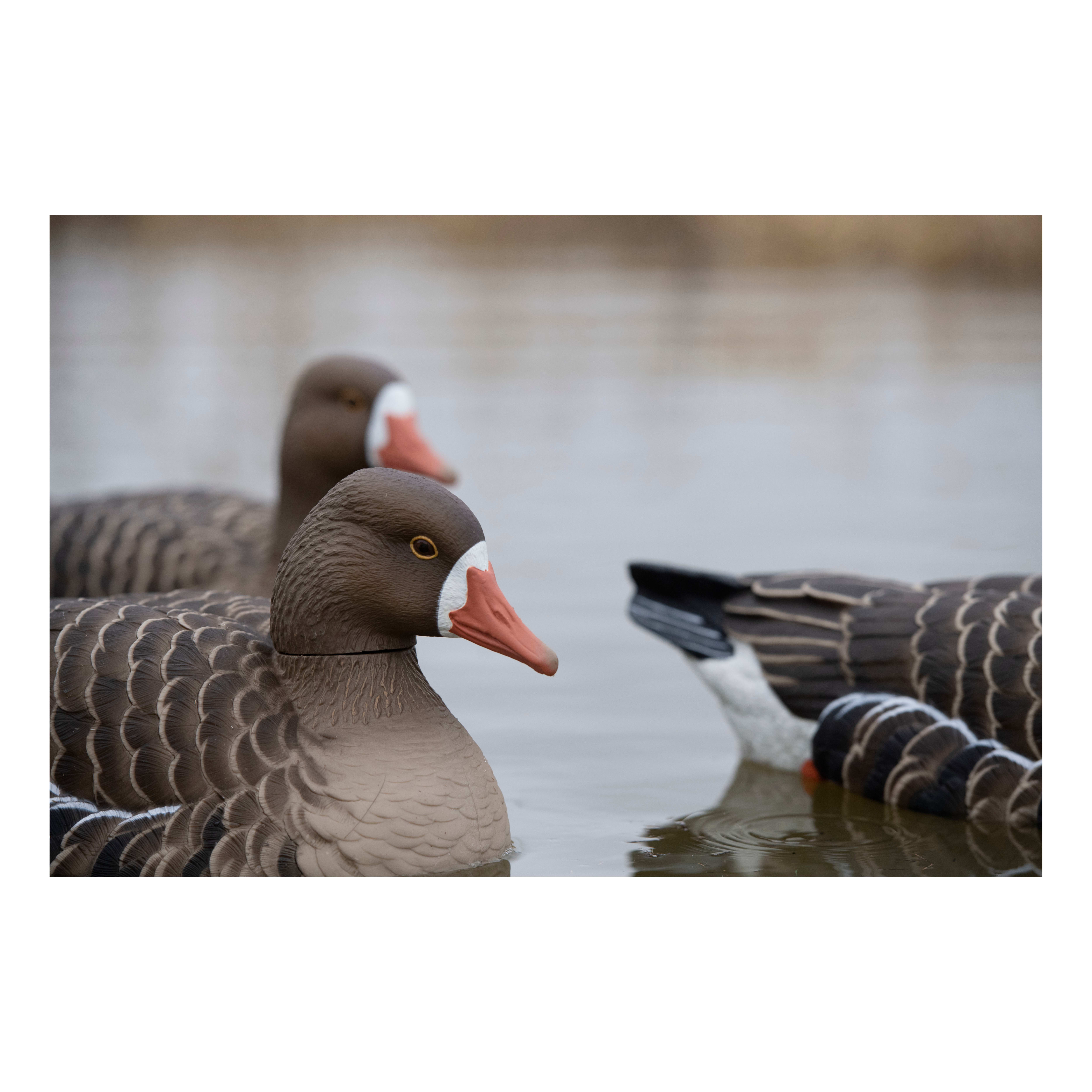 Avian-X® Topflight Specklebelly Floating Goose Decoy | Cabela's Canada