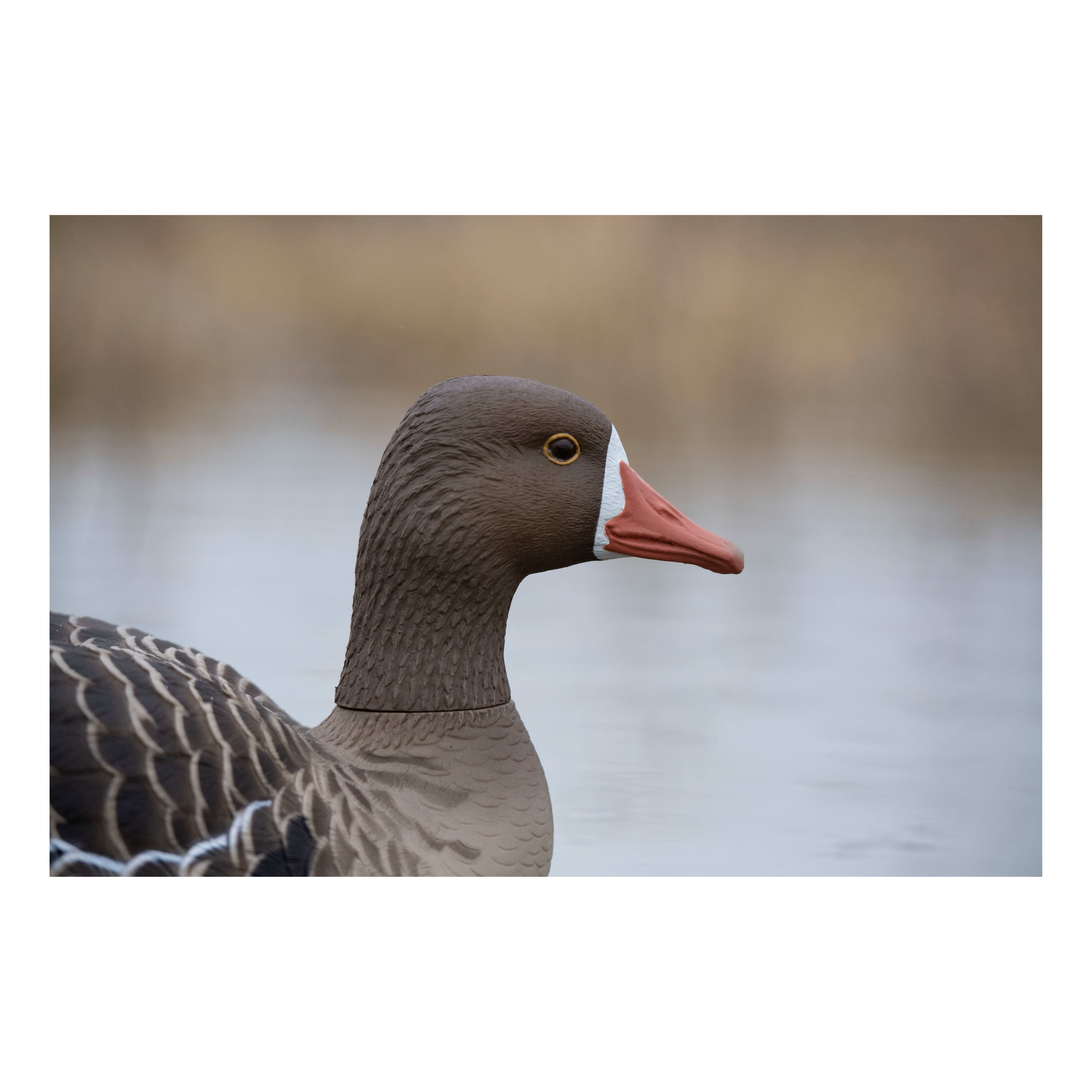 Avian-X® Topflight Specklebelly Floating Goose Decoy | Cabela's Canada