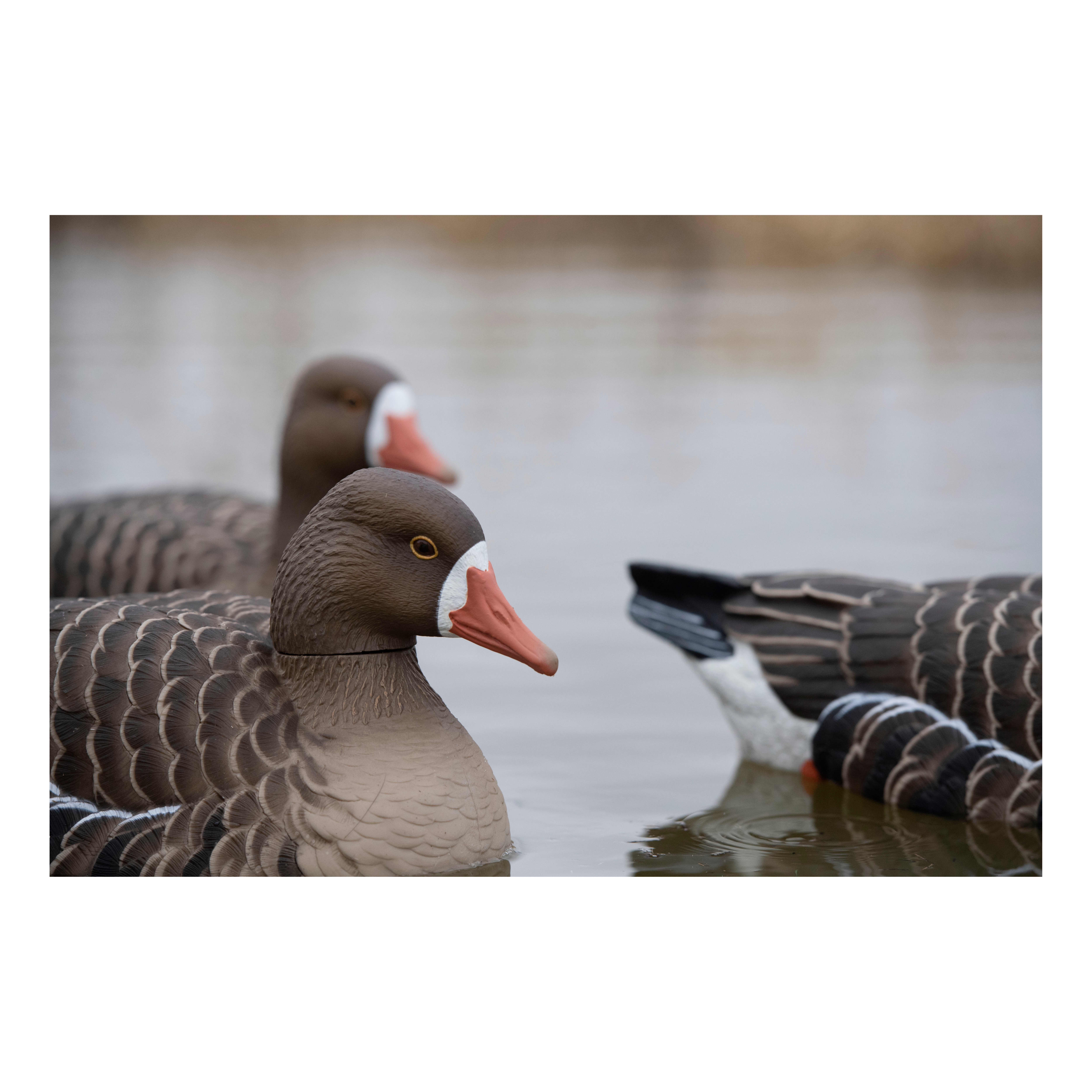 Avian-X® Topflight Specklebelly Floating Goose Decoy | Cabela's Canada
