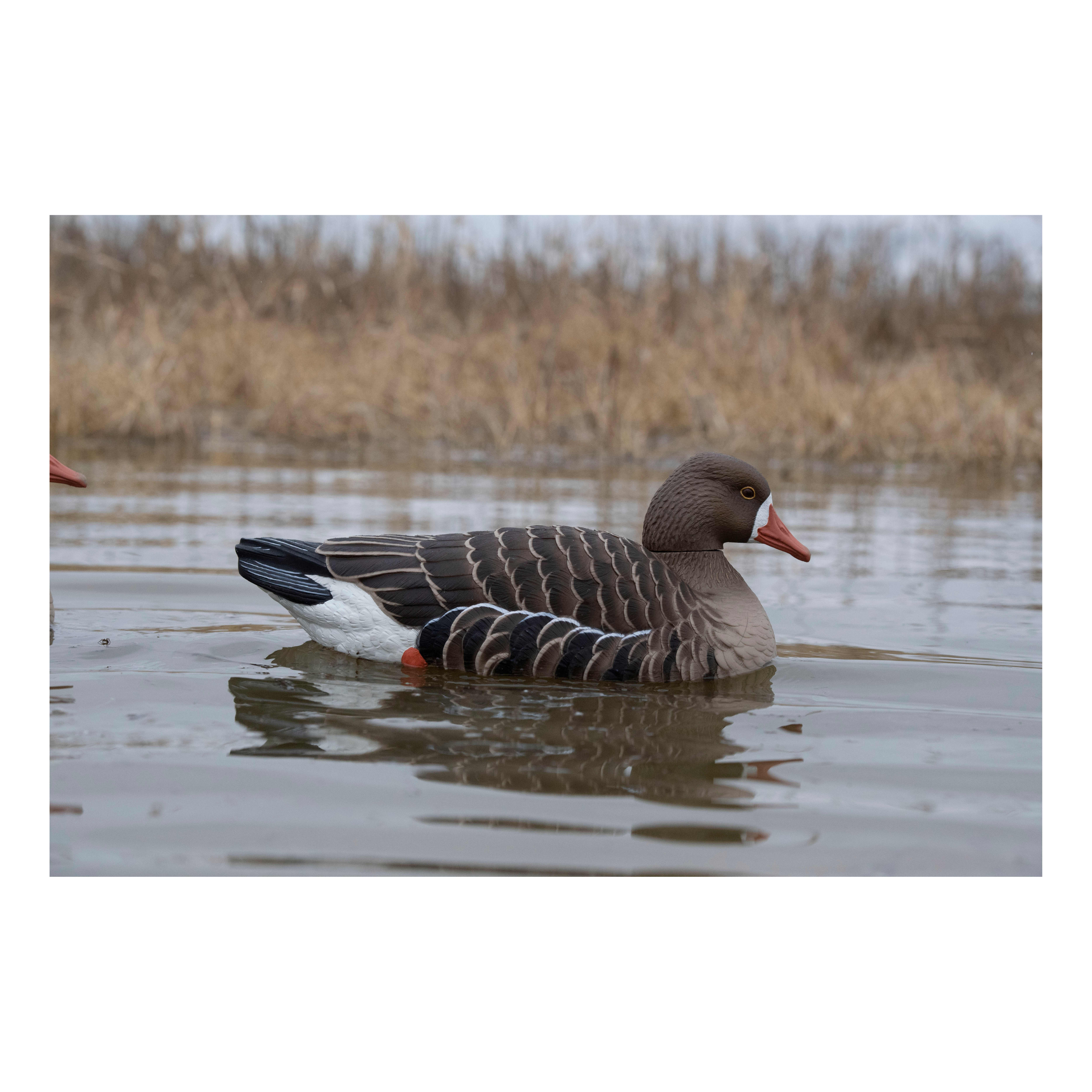 Avian-X® Topflight Specklebelly Floating Goose Decoy | Cabela's Canada