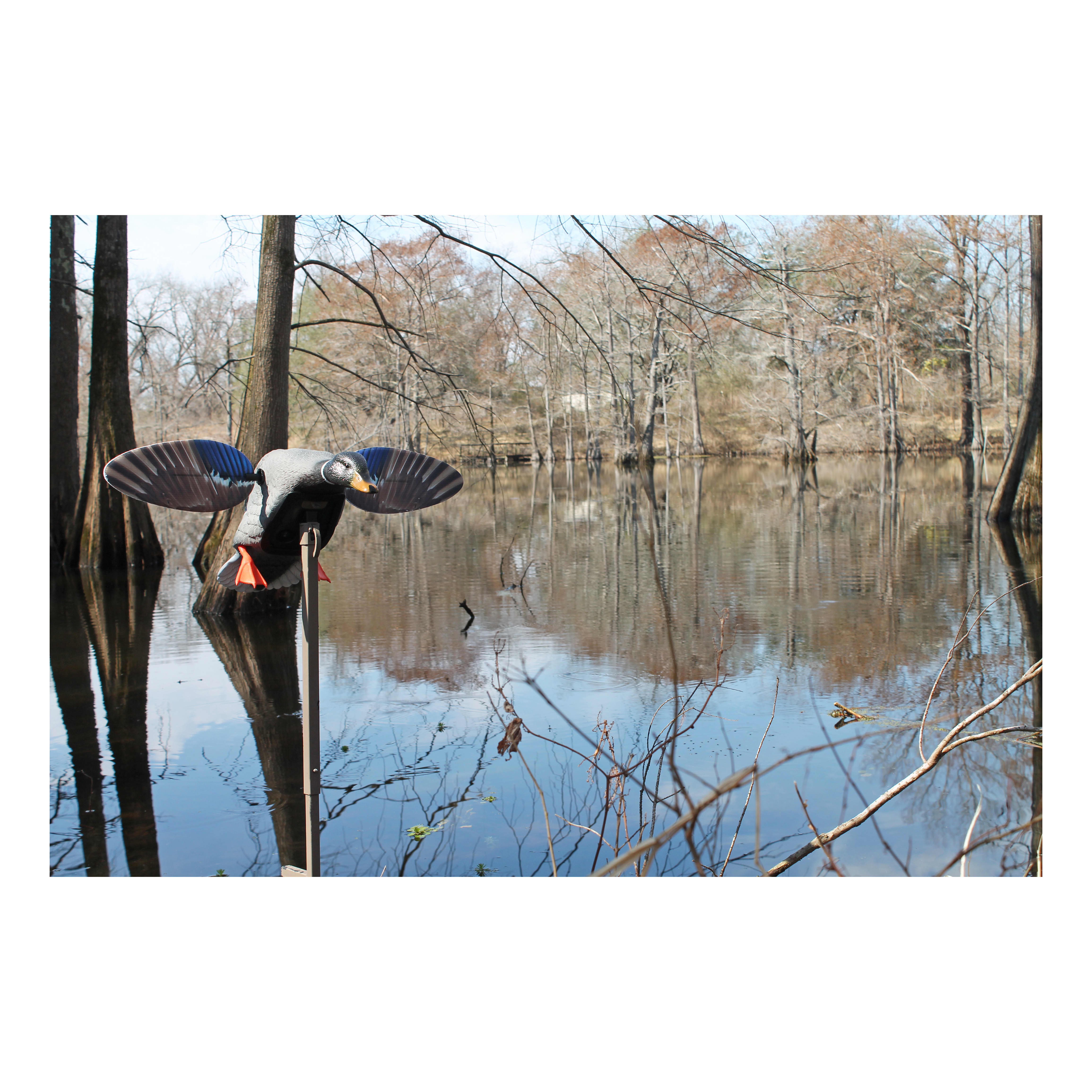 MOJO® Outdoors Elite Series™ Mini Mallard Drake Motorized Duck Decoy ...