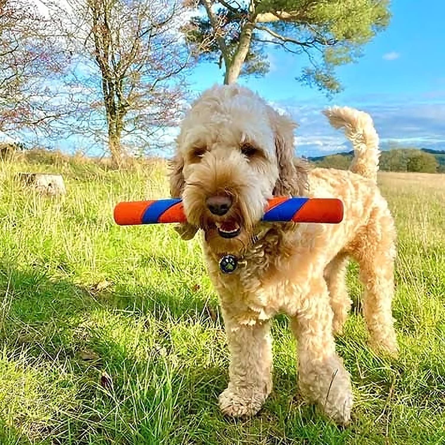 Chuckit! Ultra Fetch Stick | Cabela's Canada