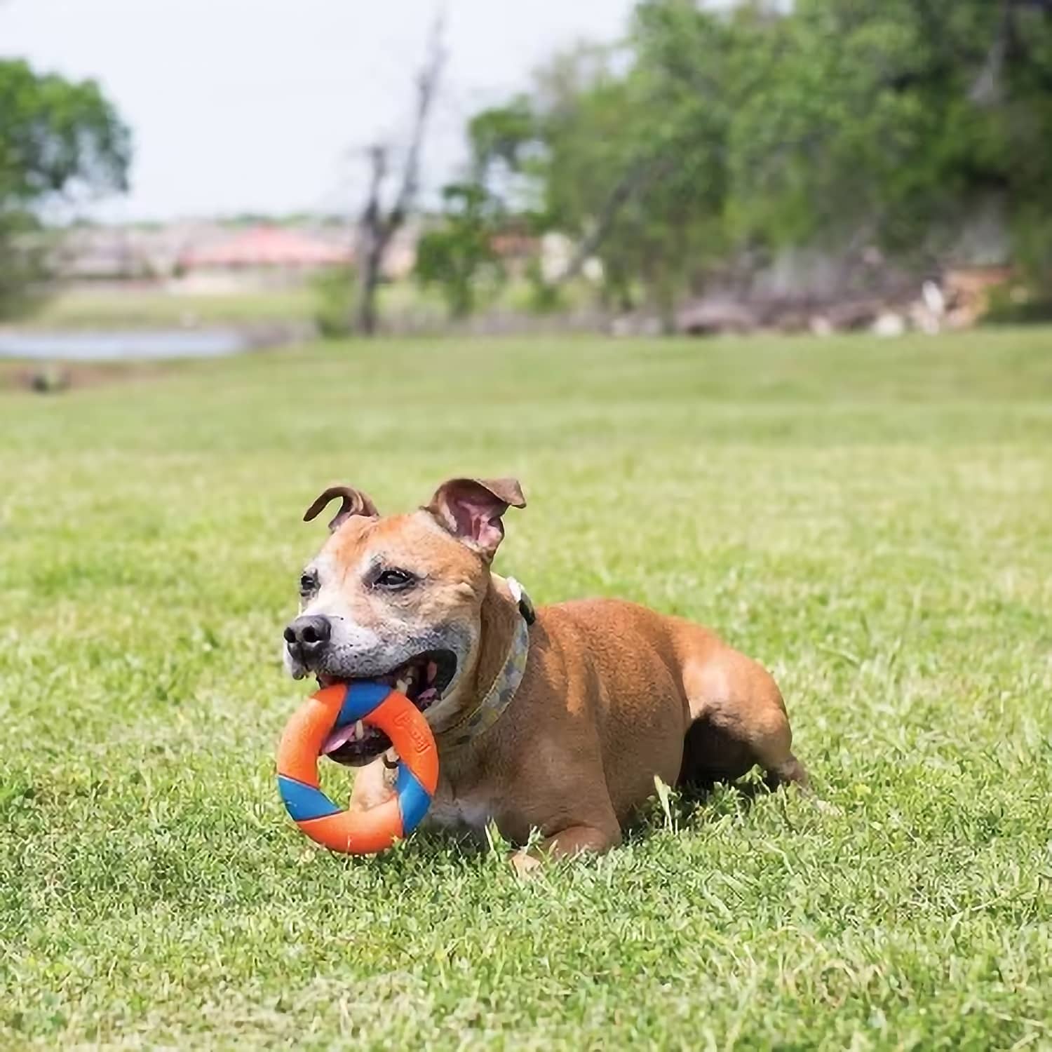 Chuckit! UltraRing Dog Fetch Toy | Cabela's Canada