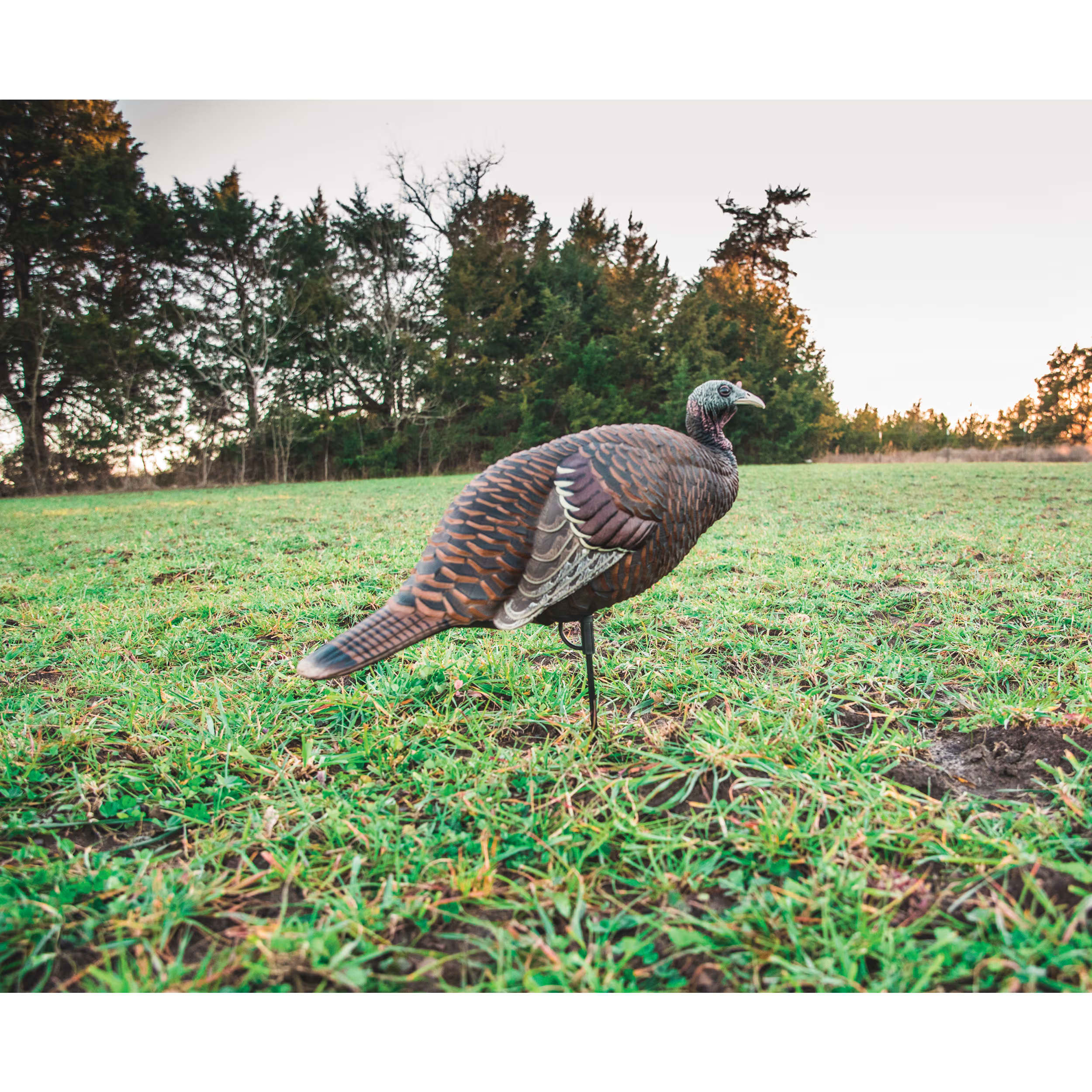 Flextone® Thunder Chick™ Breeder/Feeder Hen Turkey Decoy Combo | Cabela ...