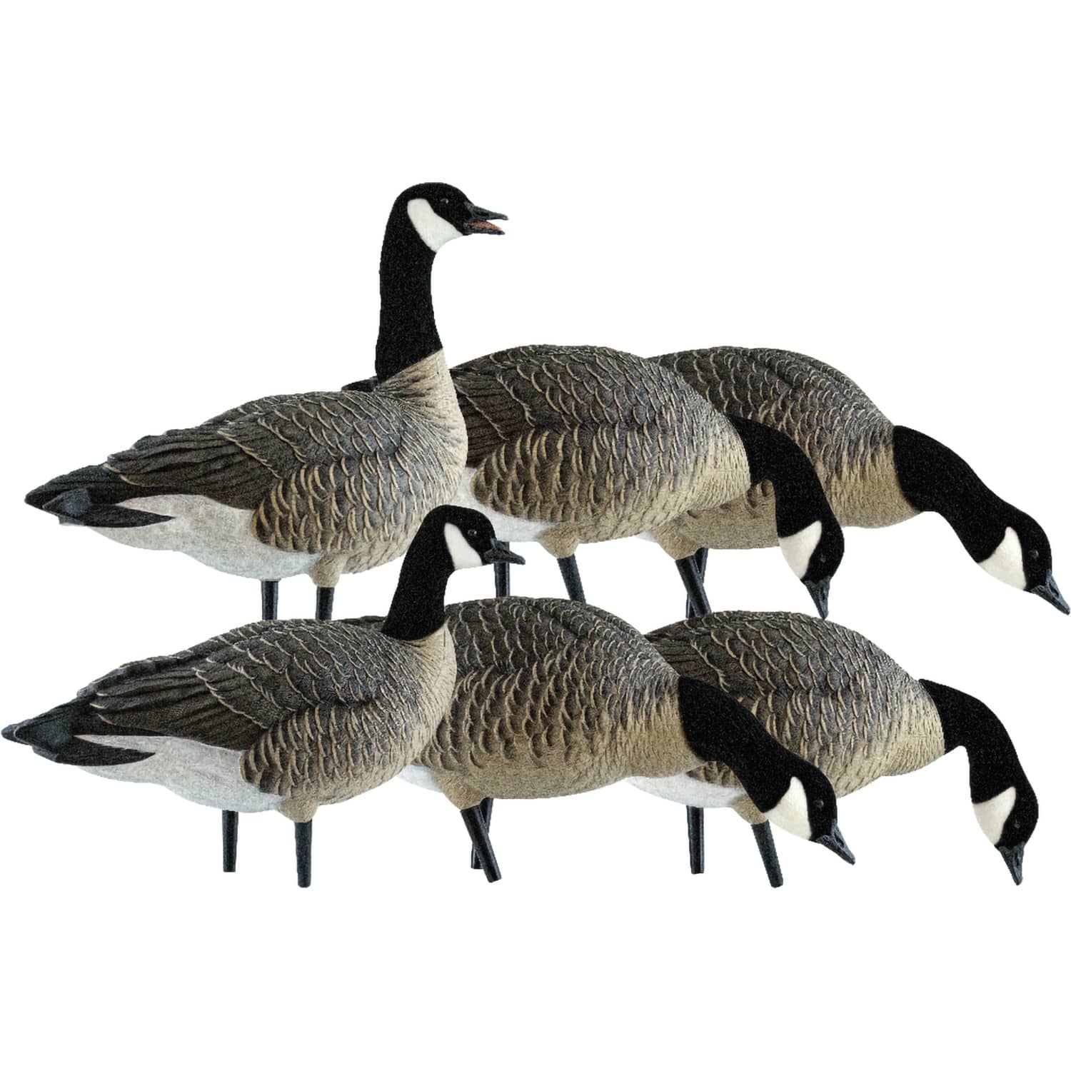 Avian-X AXP® Lessers Canada Goose Fusion Decoy 6-Pack | Cabela's Canada