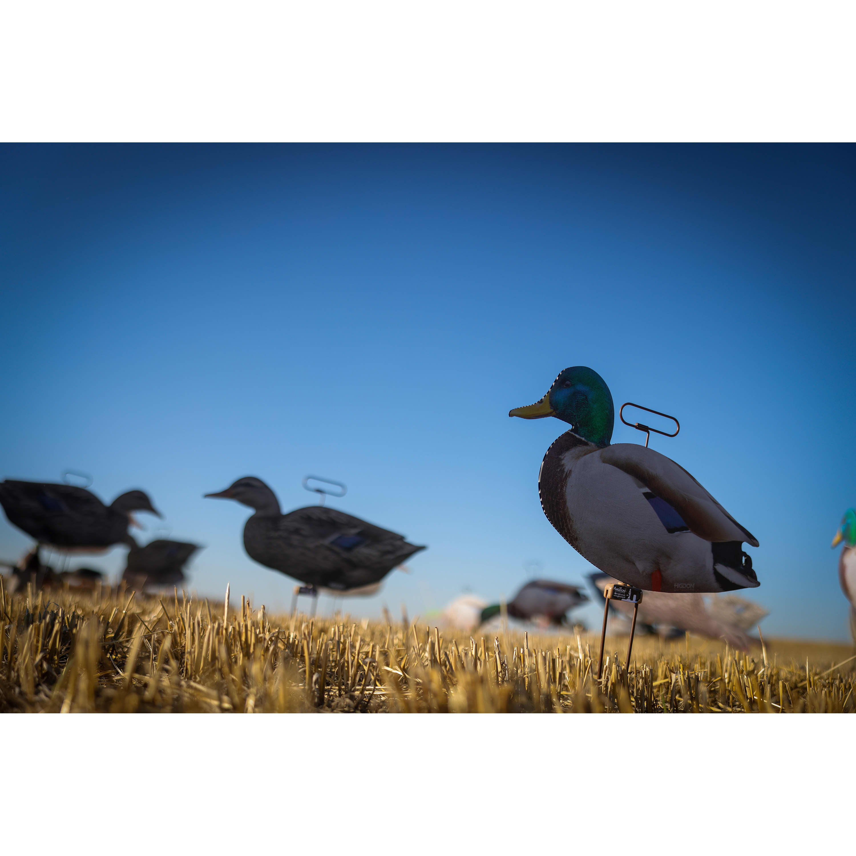 Higdon FLATS Mallard Motion Silhouettes (12pk) | Cabela's Canada