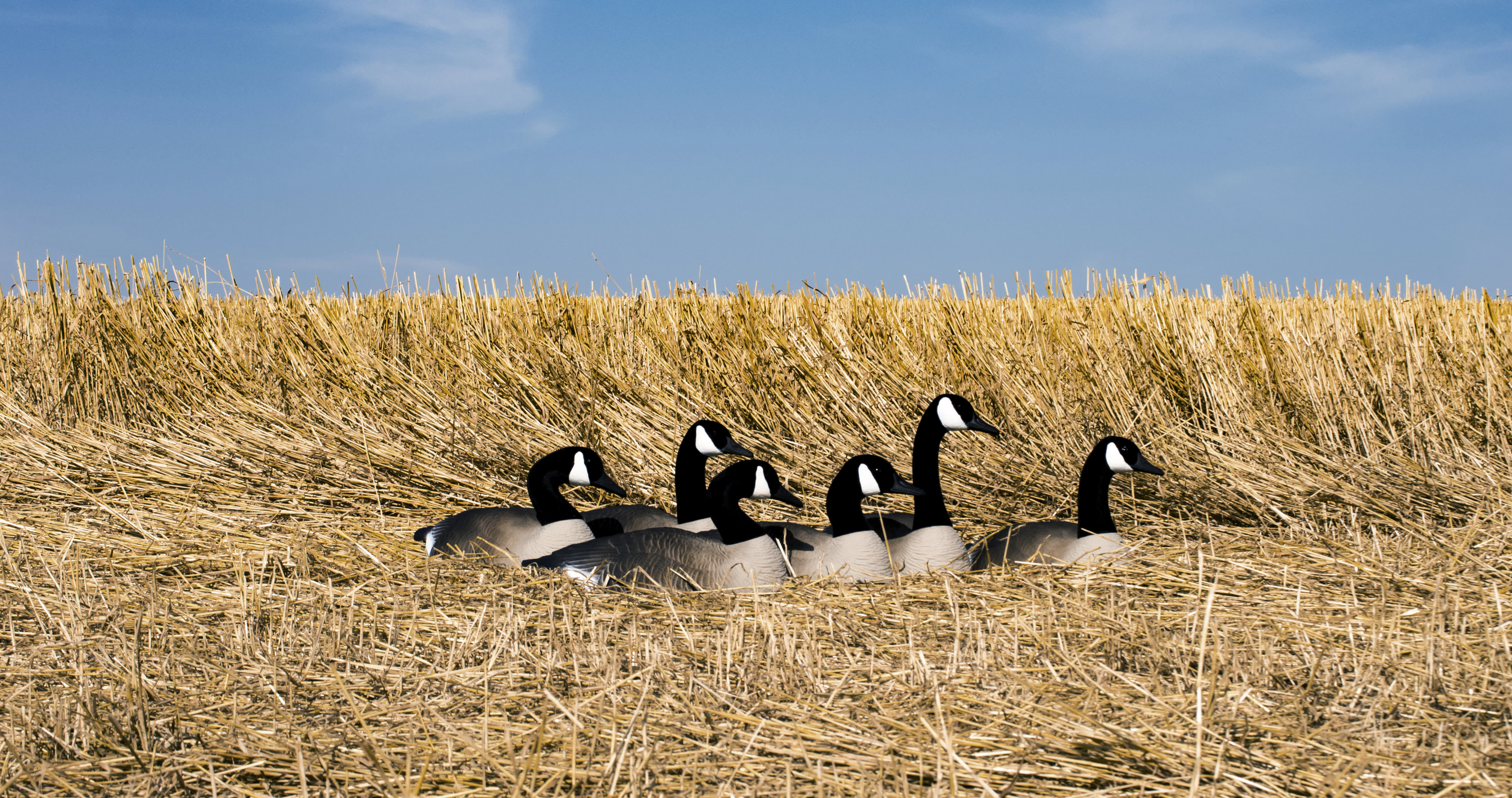 Higdon Standard Canada Goose Shells | Cabela's Canada